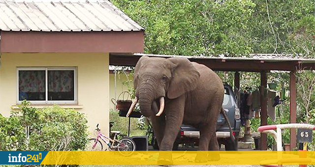 Conservation Justice et Space for Giants s'allient pour (...)