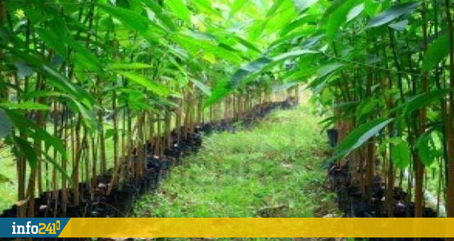 BVMAC : introduction de Siat Gabon à minima